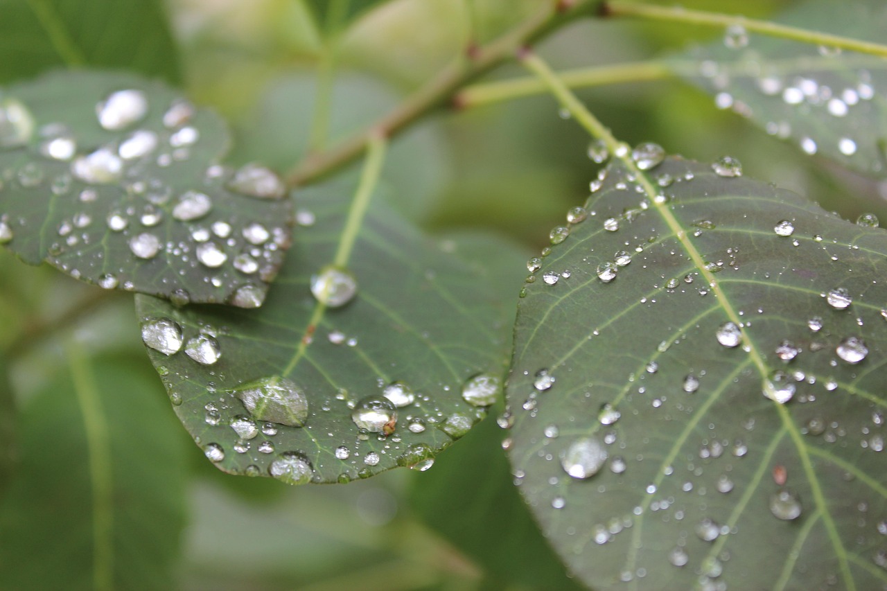 Feuilles Pluie Gouttes De - Photo gratuite sur Pixabay - Pixabay