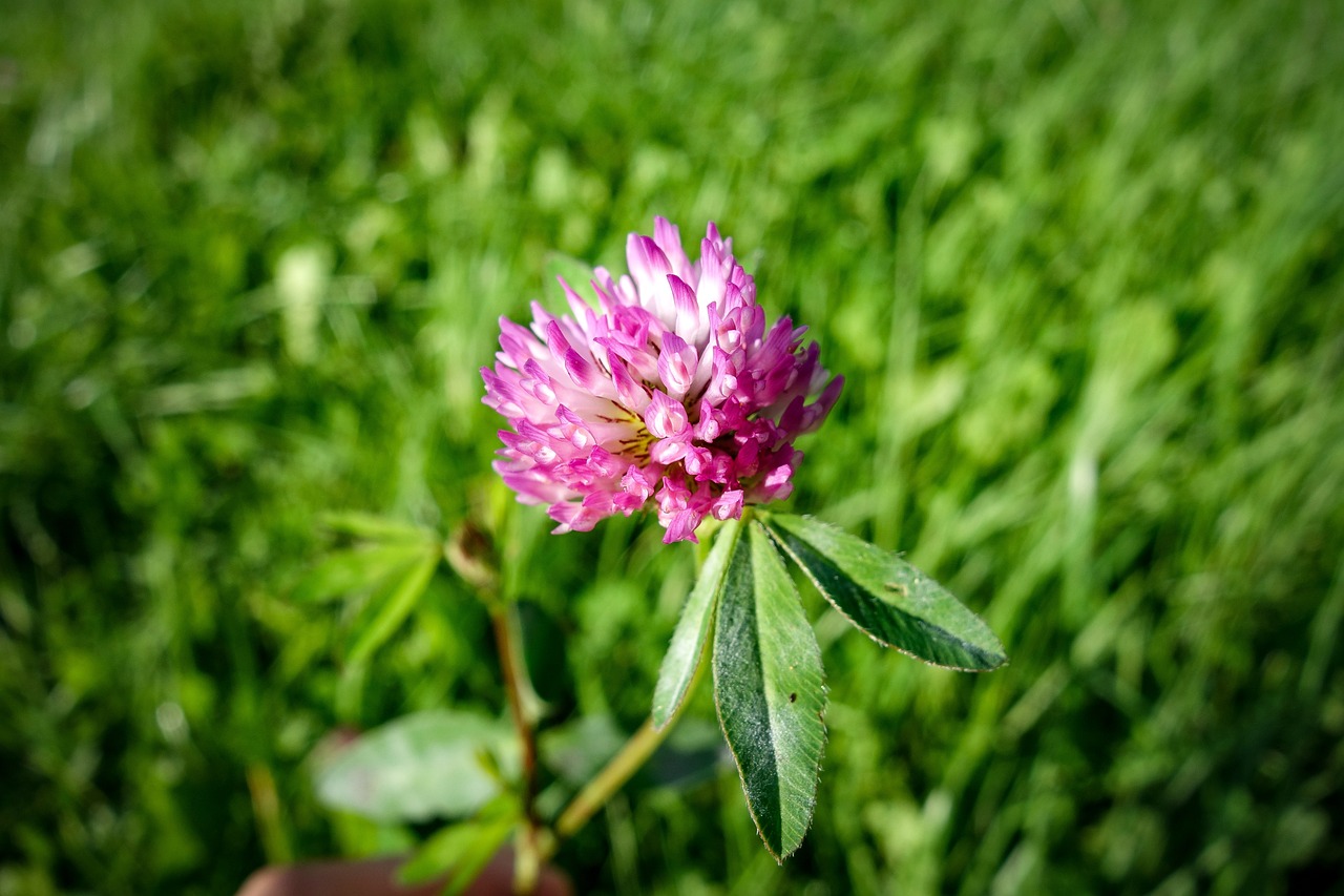70+ Free Wald-Klee & Clover Photos - Pixabay