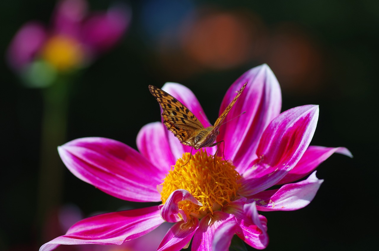 Insect Bloem Bloemen - Gratis foto op Pixabay - Pixabay
