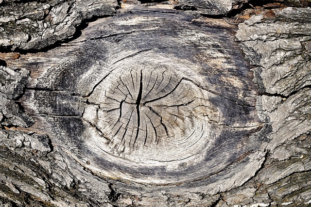 Bois Arbre La Nature Tronc - Photo gratuite sur Pixabay - Pixabay