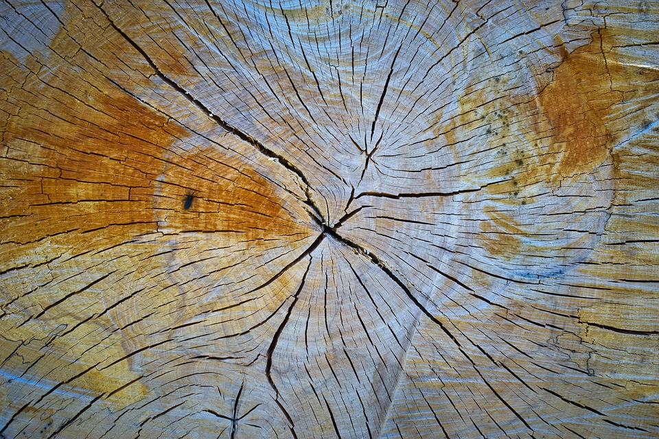 Wood Tree Nature - Free photo on Pixabay