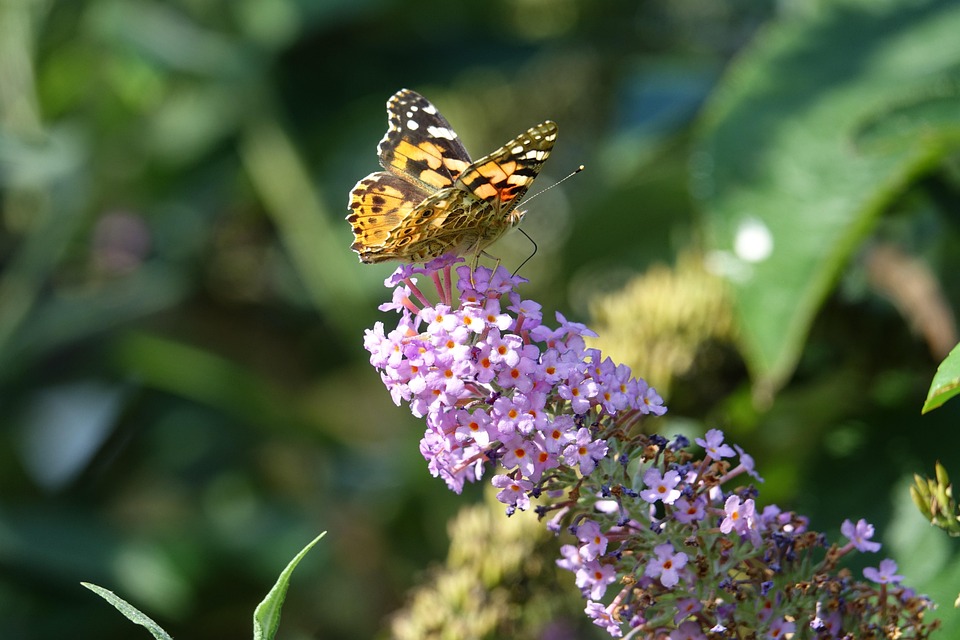 Papillon Fleur Bug - Photo gratuite sur Pixabay - Pixabay