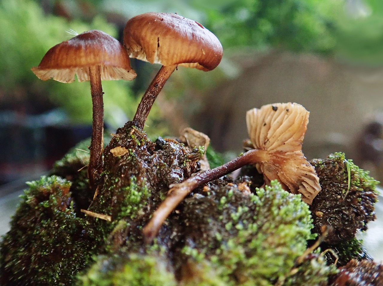 Champignons Mousse Champignon - Photo gratuite sur Pixabay - Pixabay