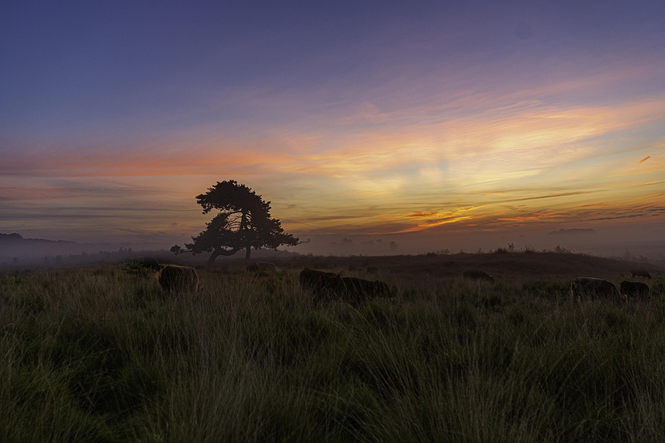 Galloway Cattle Foggy Sunrise - Free photo on Pixabay
