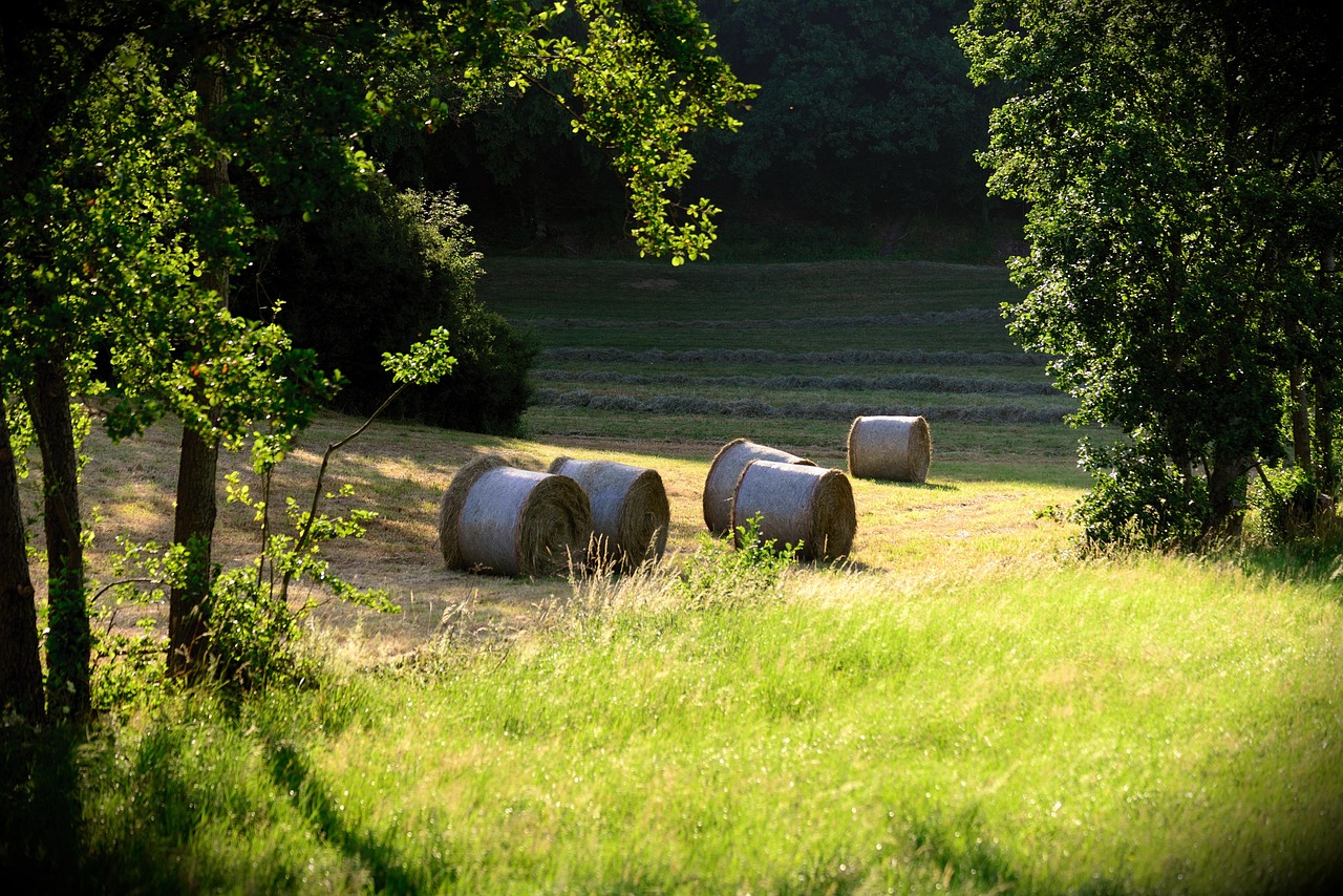 Hay Bales Meadow Field - Free photo on Pixabay - Pixabay
