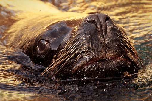 León Marino Imágenes - Descarga imágenes gratis - Pixabay