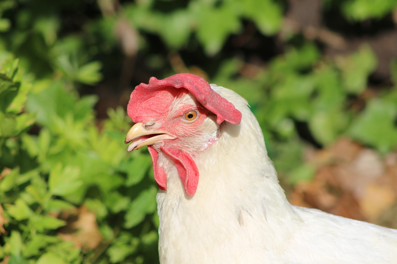 Chicken Hen Poultry Free - Free photo on Pixabay - Pixabay