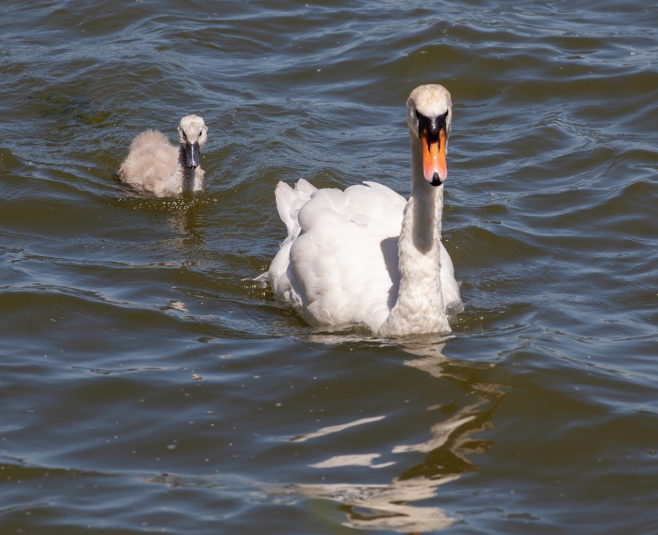 Swan Et Cygnet Cygne Jeune - Photo gratuite sur Pixabay - Pixabay