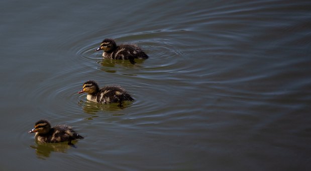 30+ Free Three Ducks & Three Images - Pixabay