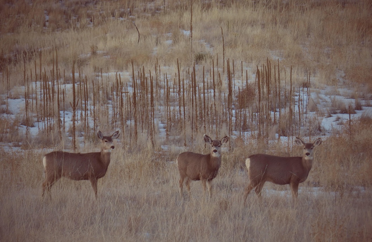 Deer Mule Wildlife - Free photo on Pixabay - Pixabay
