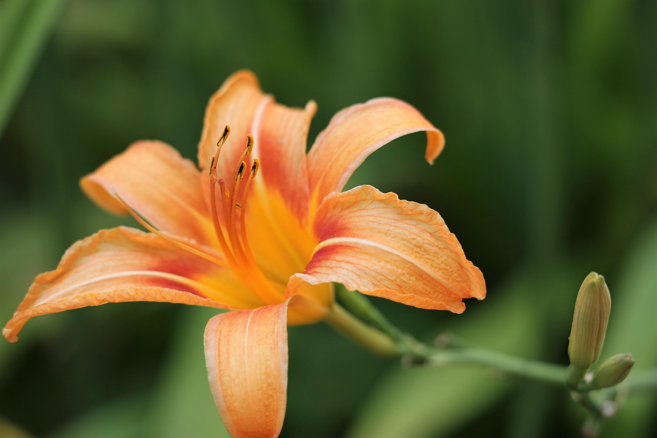 Hari Lily Wild Hemerocallis - Foto gratis di Pixabay - Pixabay