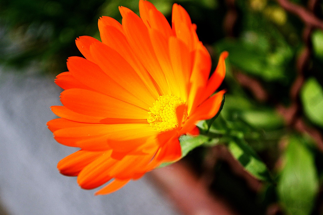Flor Laranja Bloom - Foto gratuita no Pixabay - Pixabay