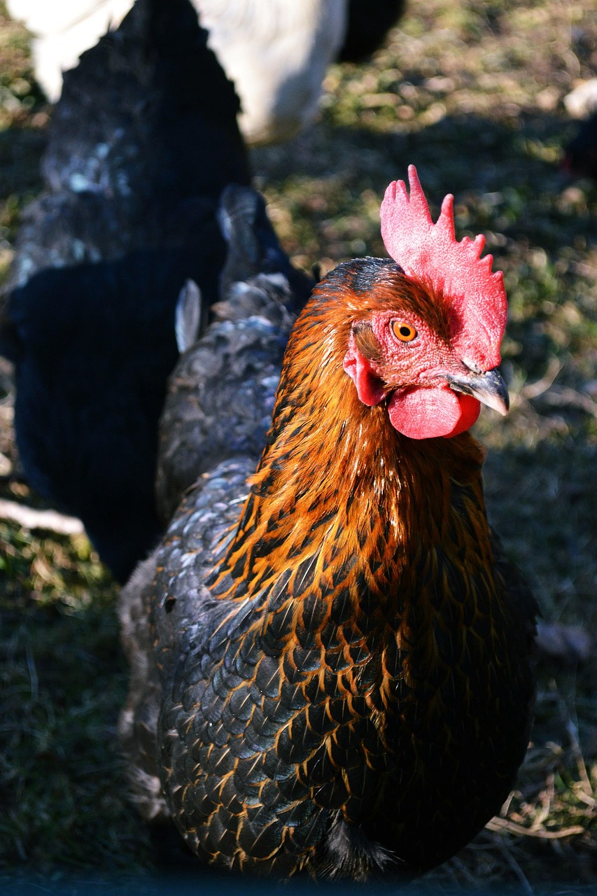 Oiseau Animal Poulet - Photo gratuite sur Pixabay - Pixabay