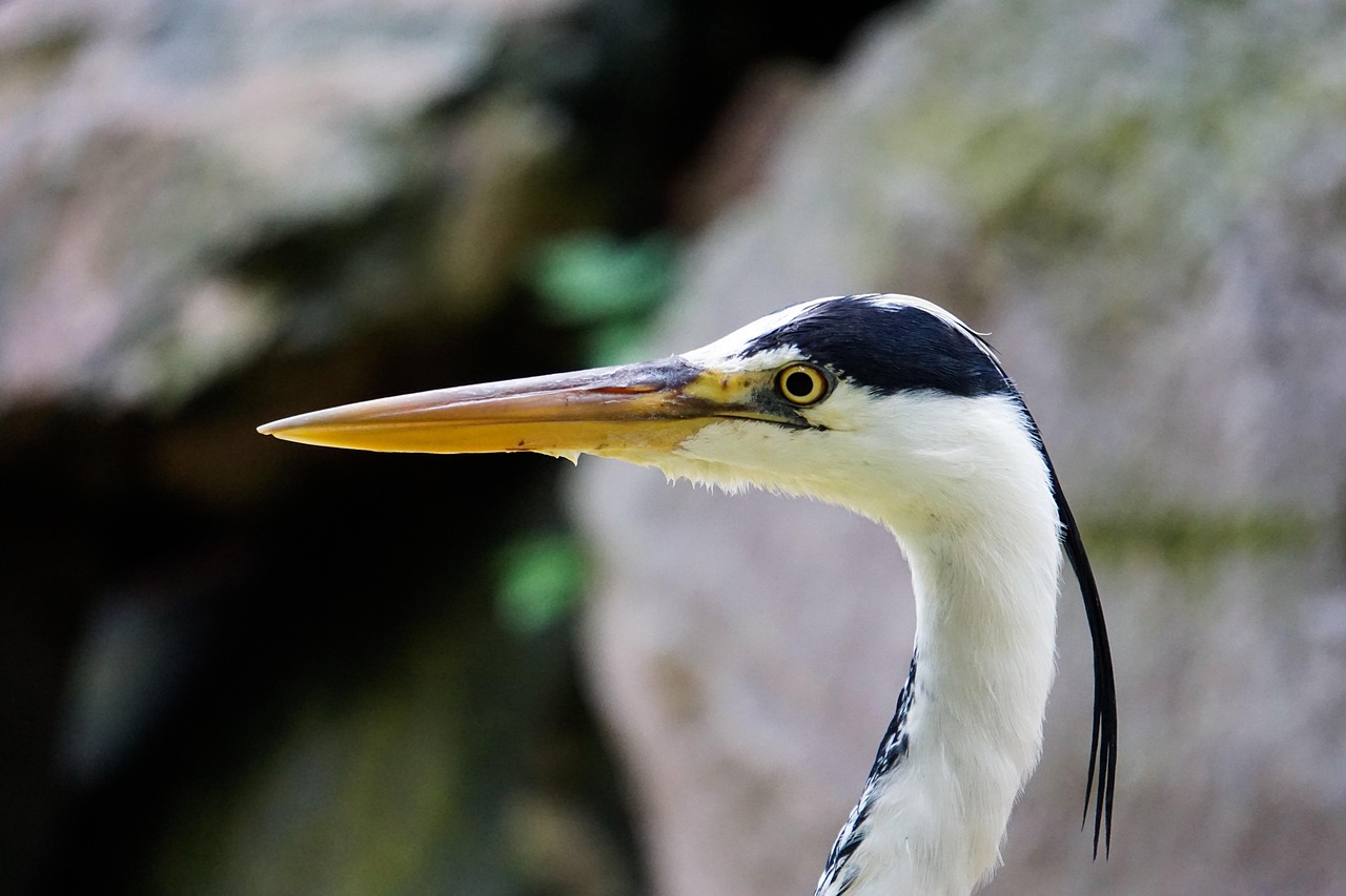 Zoo Nature Animals - Free photo on Pixabay - Pixabay