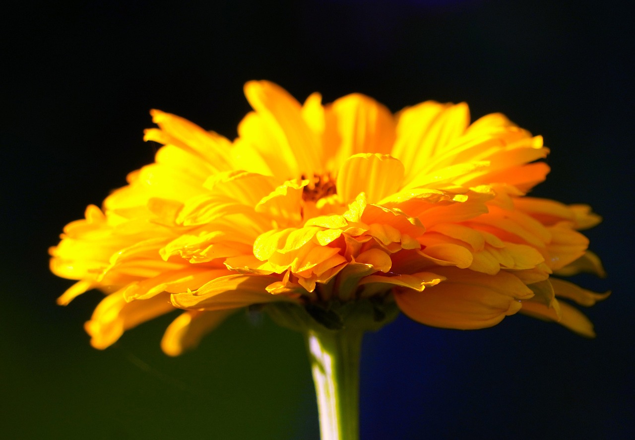 Girl Eye Blossom Bloom - Free photo on Pixabay
