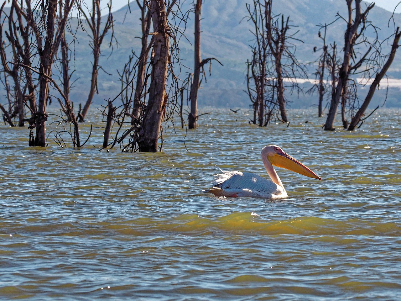 100+ Free Swimming Pelican & Pelican Images - Pixabay