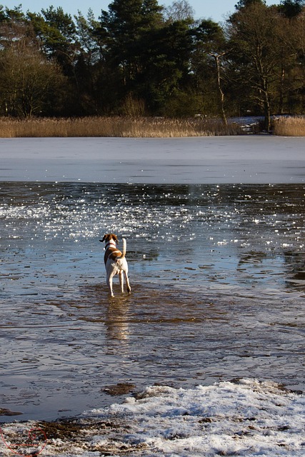 Dog Ice Lake - Free photo on Pixabay - Pixabay