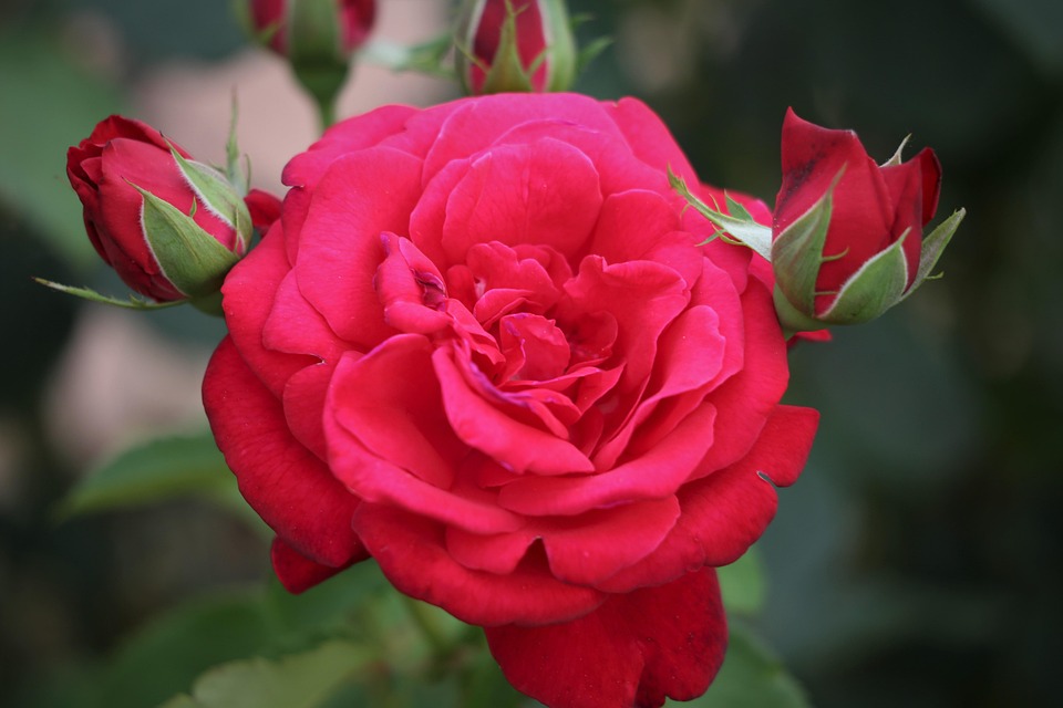 Rød Rose Blomster Knopper - Gratis foto på Pixabay - Pixabay
