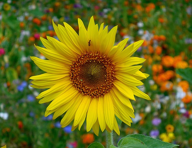 Tournesol Helianthus Floraison - Photo gratuite sur Pixabay - Pixabay