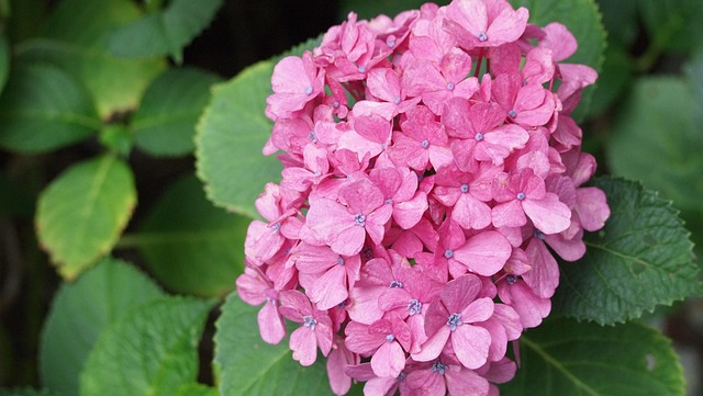 Hydrangea Flowers Rainy Season - Free photo on Pixabay - Pixabay Hydrangea Flowers Rainy Season - Free photo on Pixabay - Pixabay