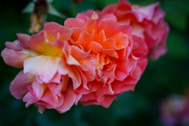 Fleur Rose Floraison - Photo gratuite sur Pixabay
