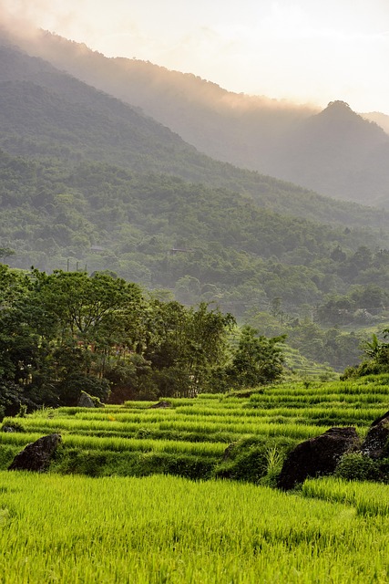 100+ Free Pù Luong & Pu'Er Tea Photos - Pixabay