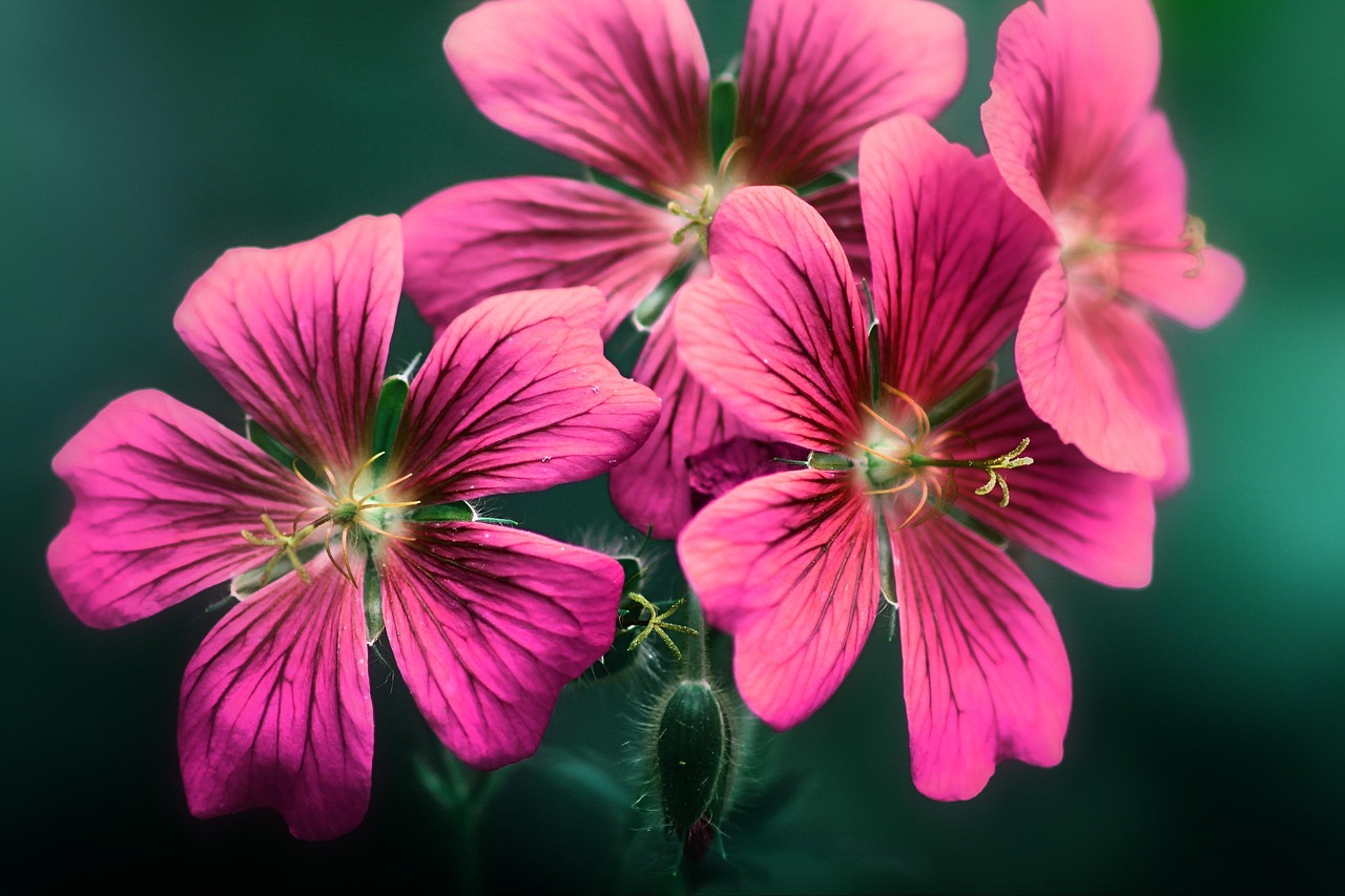 600+ kostenlose Blumenbilder und Natur-Bilder - Pixabay