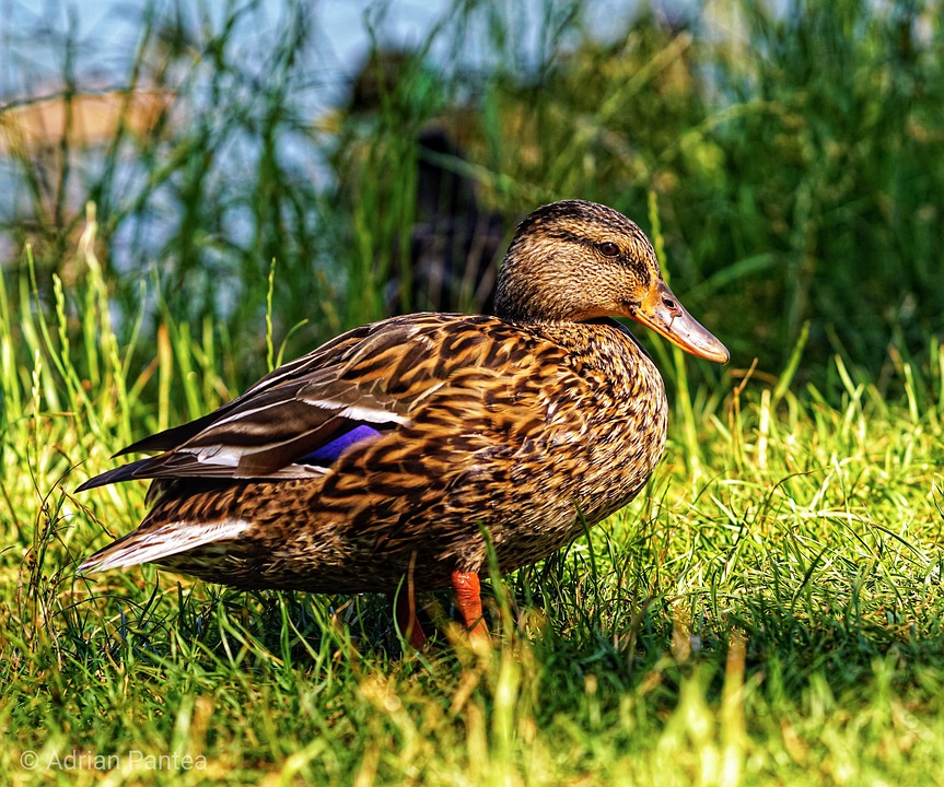 Wild Duck Bled Lake - Free photo on Pixabay - Pixabay