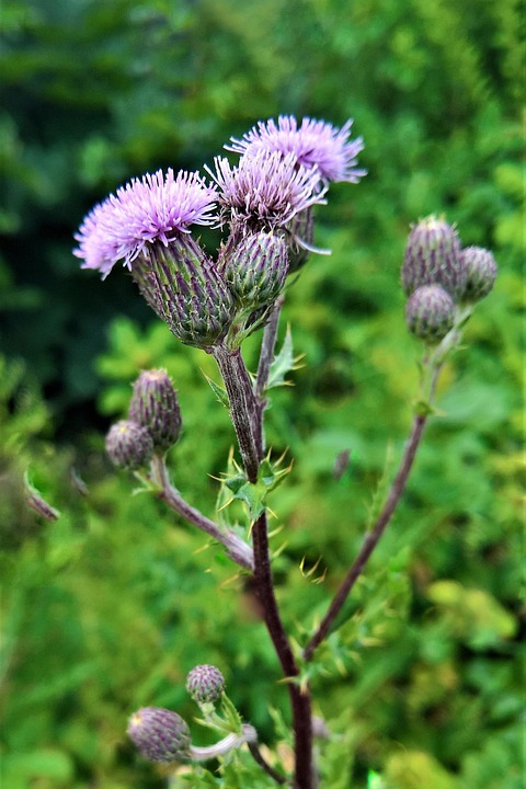 Plant Thistle Wildflower Medicinal - Free photo on Pixabay - Pixabay