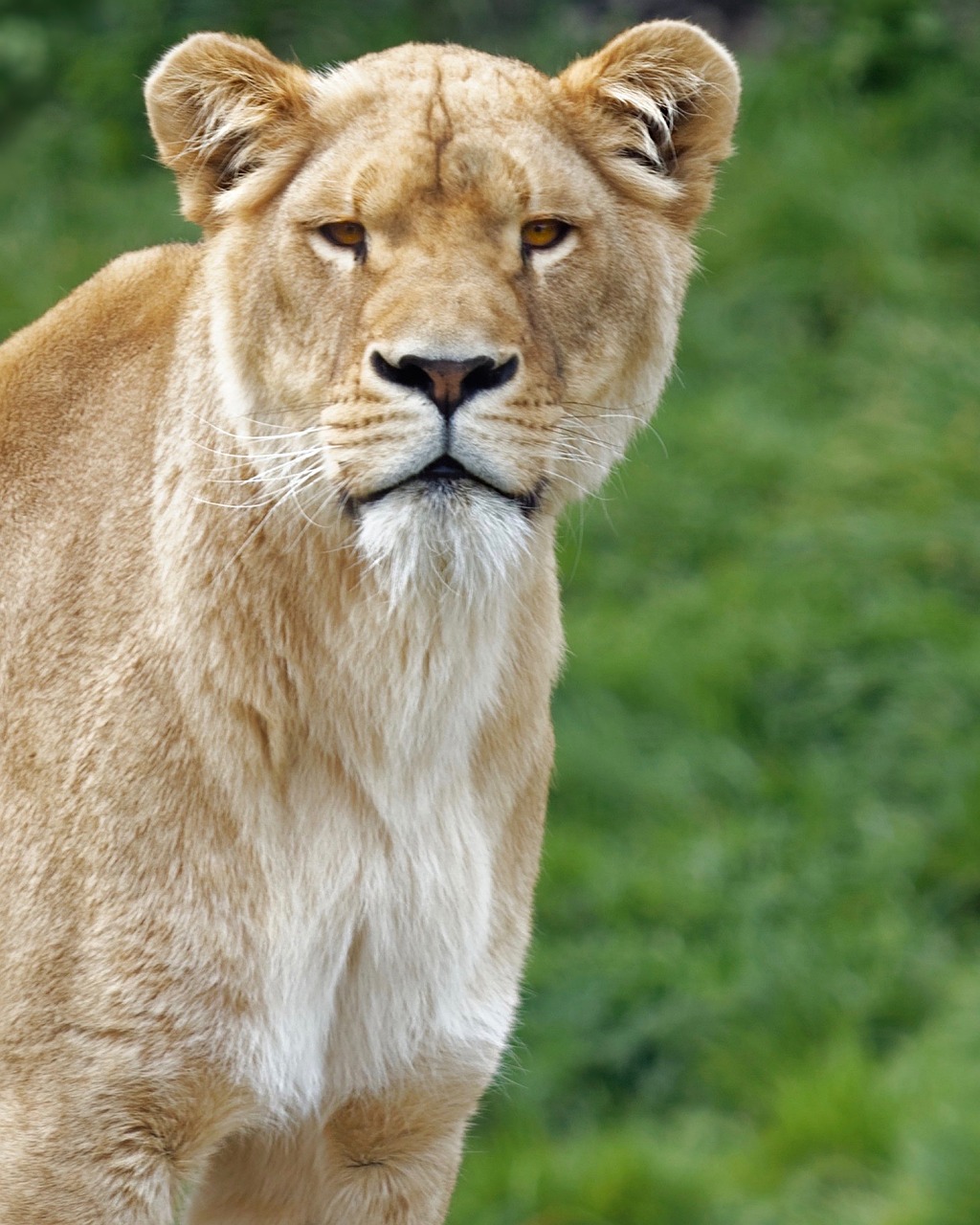 Lioness Look Feline - Free photo on Pixabay - Pixabay
