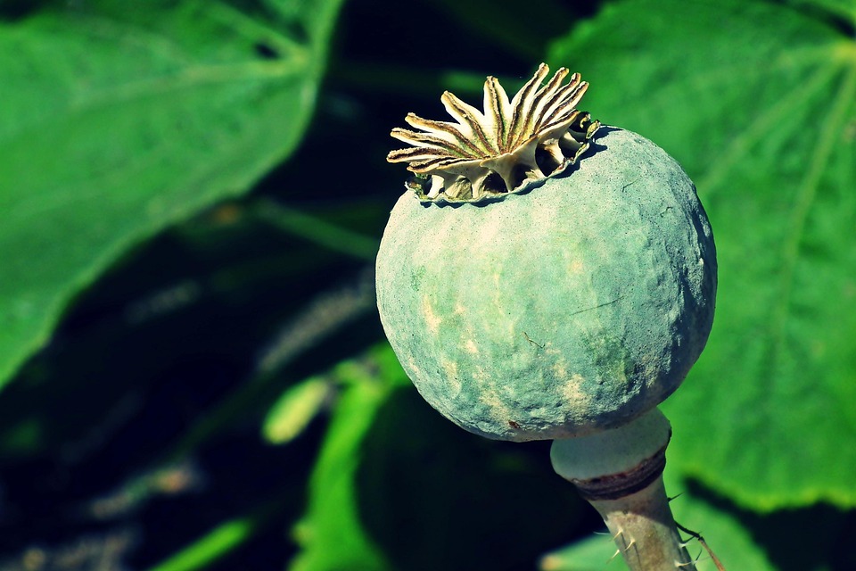 Poppy Plant Makowka - Free photo on Pixabay