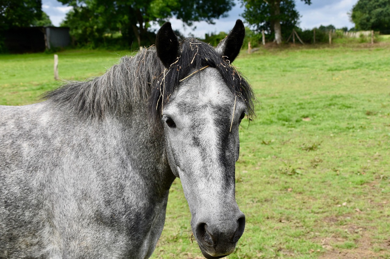 20,000+ Best Free Horse Pictures & Images in HD - Pixabay