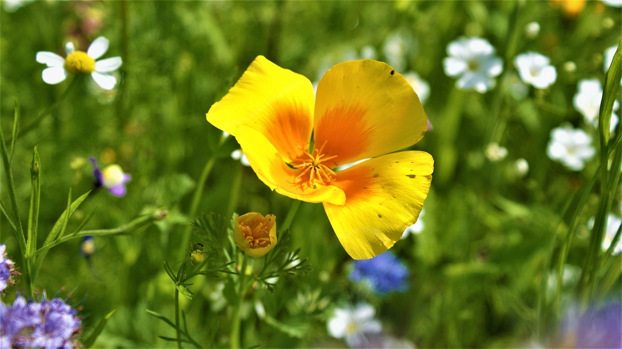 Fleurs Sauvages Nature - Photo gratuite sur Pixabay - Pixabay