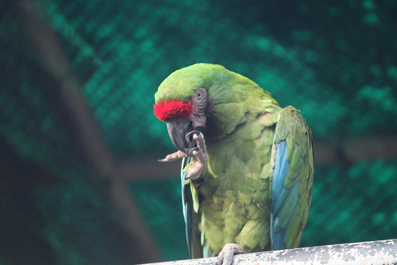Perroquet Oiseau Animal - Photo gratuite sur Pixabay - Pixabay