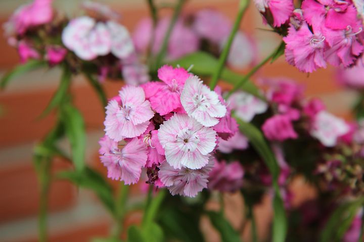 60+ Free Sweet-William & Sweet William Photos - Pixabay