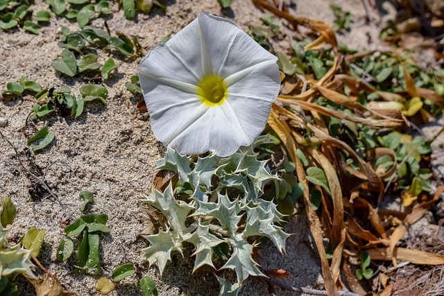 Planta Amófilo Flor - Foto gratuita no Pixabay - Pixabay