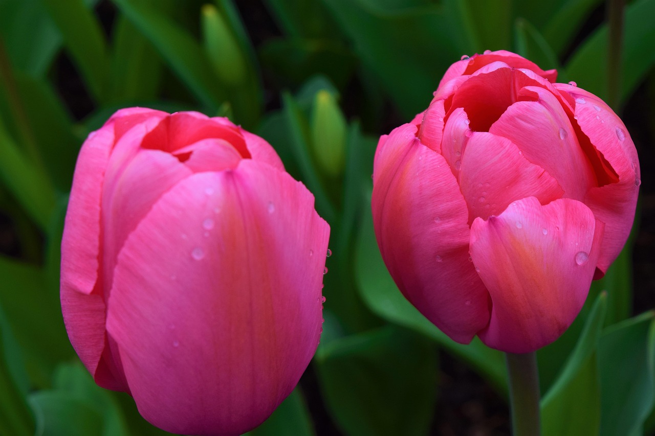 Rosado Tulipanes Par Las Flores De - Foto gratis en Pixabay - Pixabay