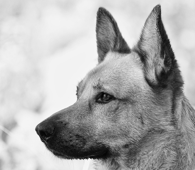 Anjing Moncong Binatang Dalam - Foto gratis di Pixabay - Pixabay