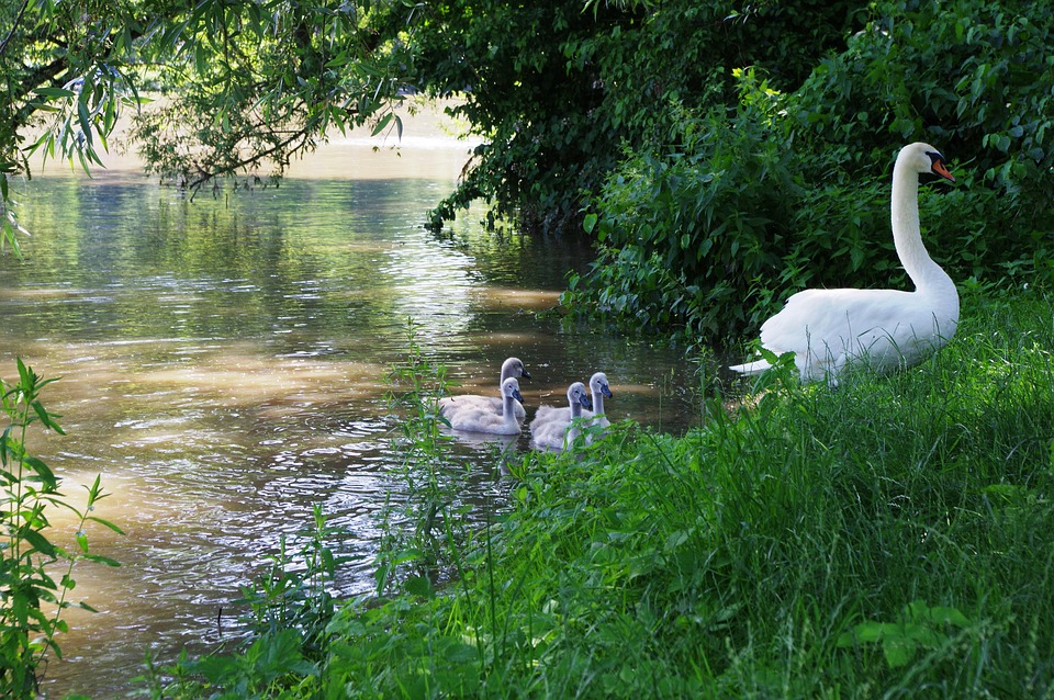 Swan Chicks Family - Free photo on Pixabay