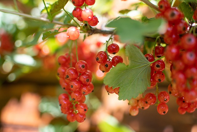 Grosella Rojo Fruta - Foto gratis en Pixabay - Pixabay