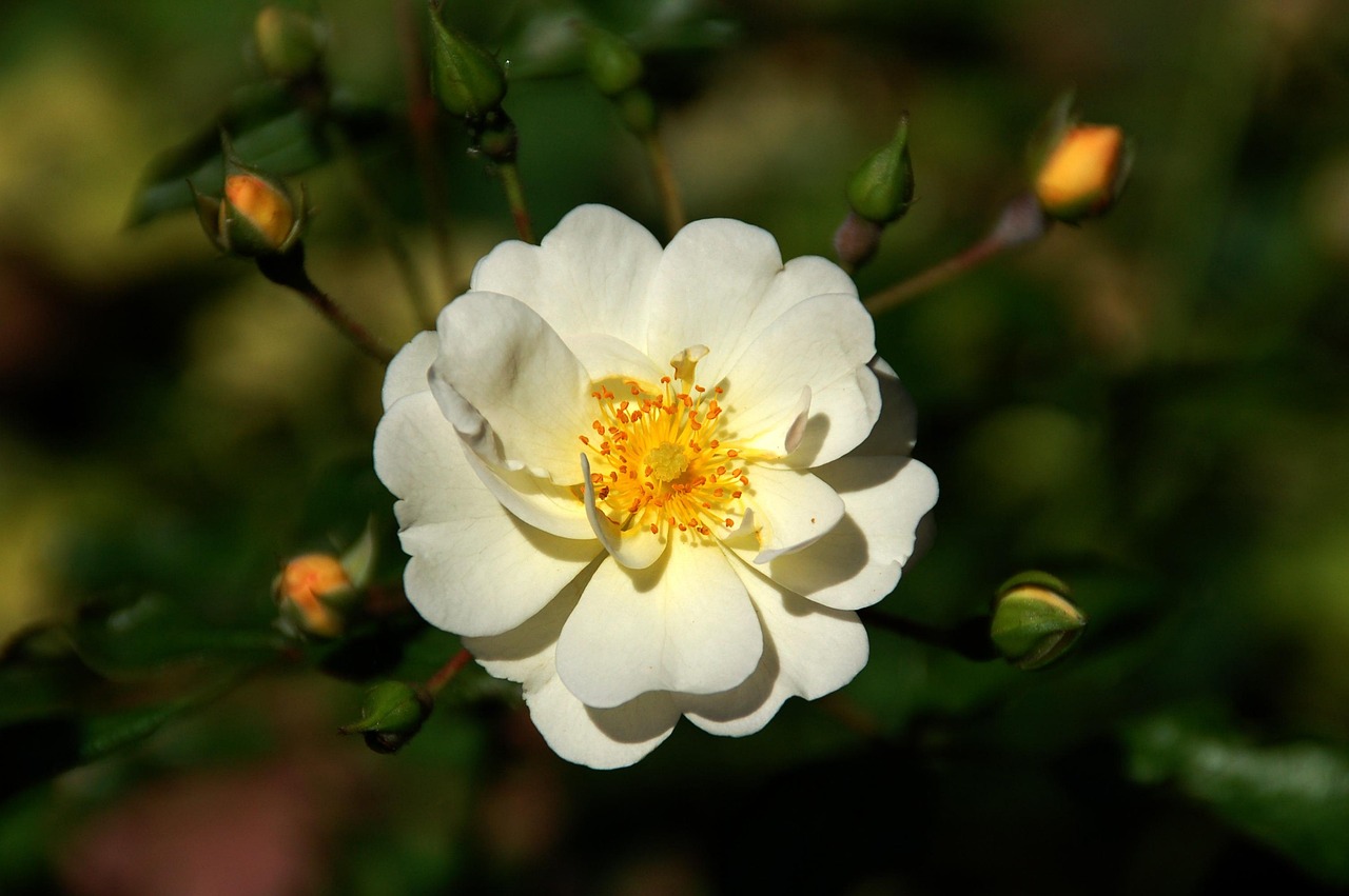 Rose Blanco Flor - Foto gratis en Pixabay - Pixabay
