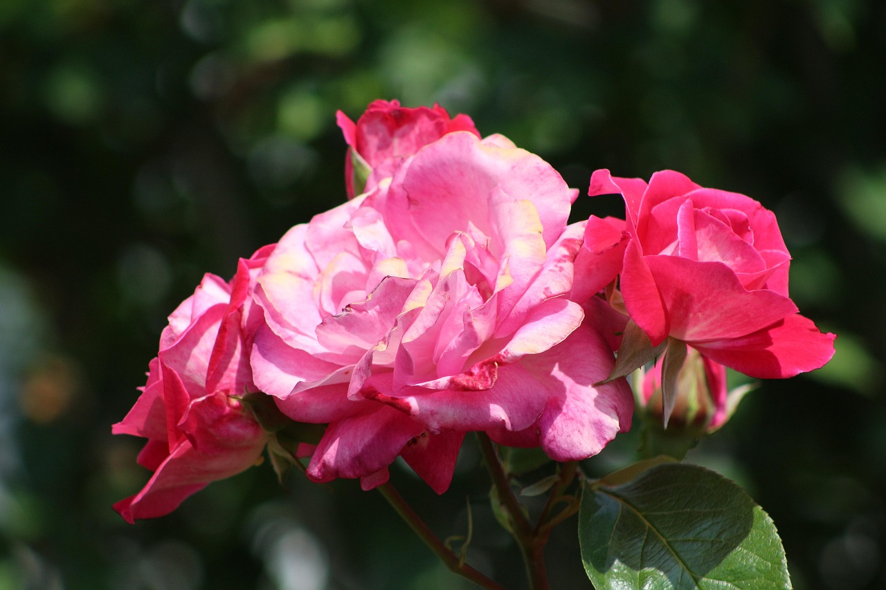 Rose Blume Natur - Kostenloses Foto auf Pixabay - Pixabay