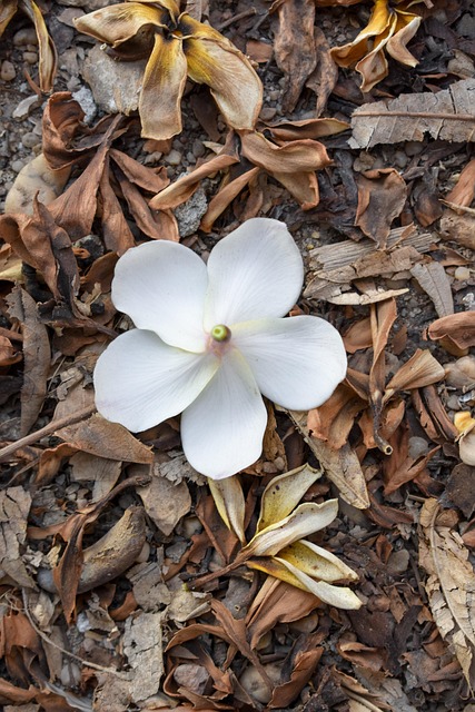 Flower Brown Autumn - Free photo on Pixabay - Pixabay
