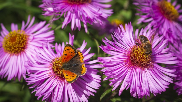 Butterfly Flowers Summer - Free photo on Pixabay