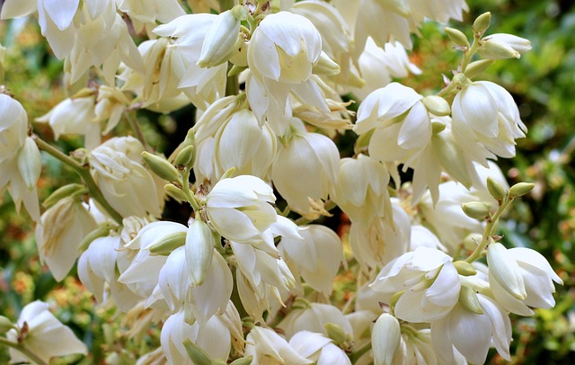 Juka Garden Plant Flowering White - Free photo on Pixabay