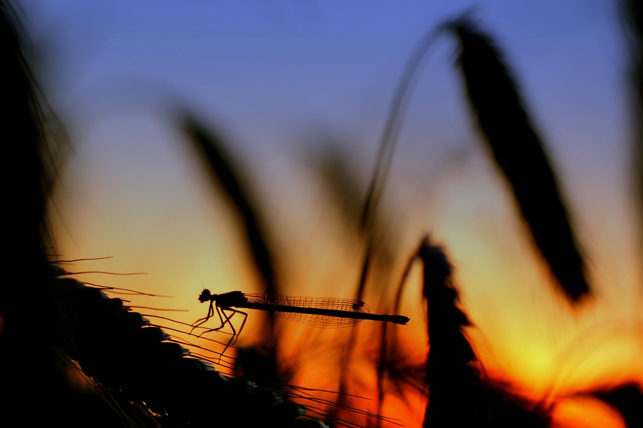 Capung Siluet Matahari Terbenam - Foto gratis di Pixabay - Pixabay