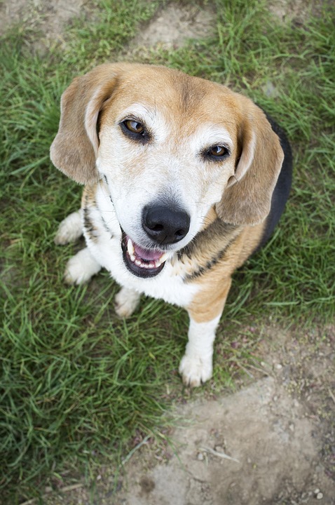 Beagle Look Elderly - Free photo on Pixabay - Pixabay