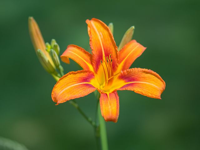 100+ Free Tiger Lily & Flower Images