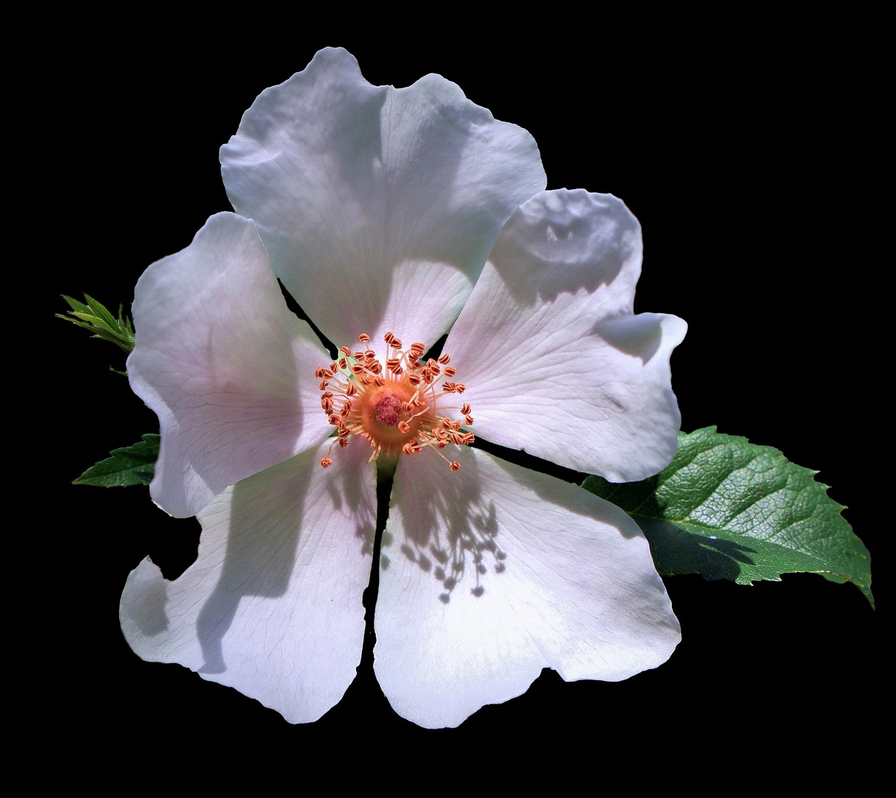 Fleur Blanc Le Printemps - Photo gratuite sur Pixabay - Pixabay