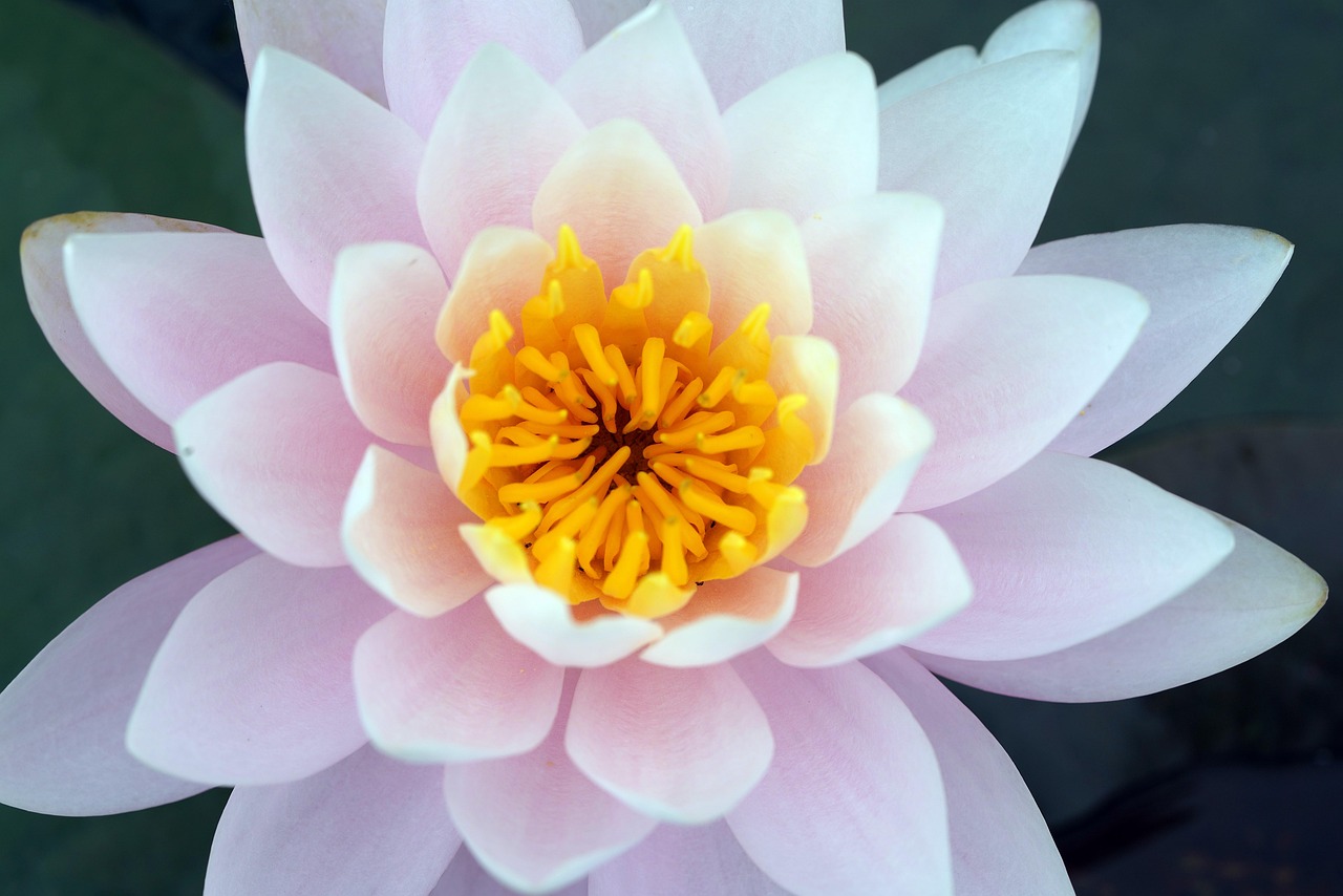 Lotus Violet Flower - Free photo on Pixabay